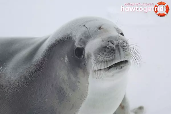 Seal-Crazed.