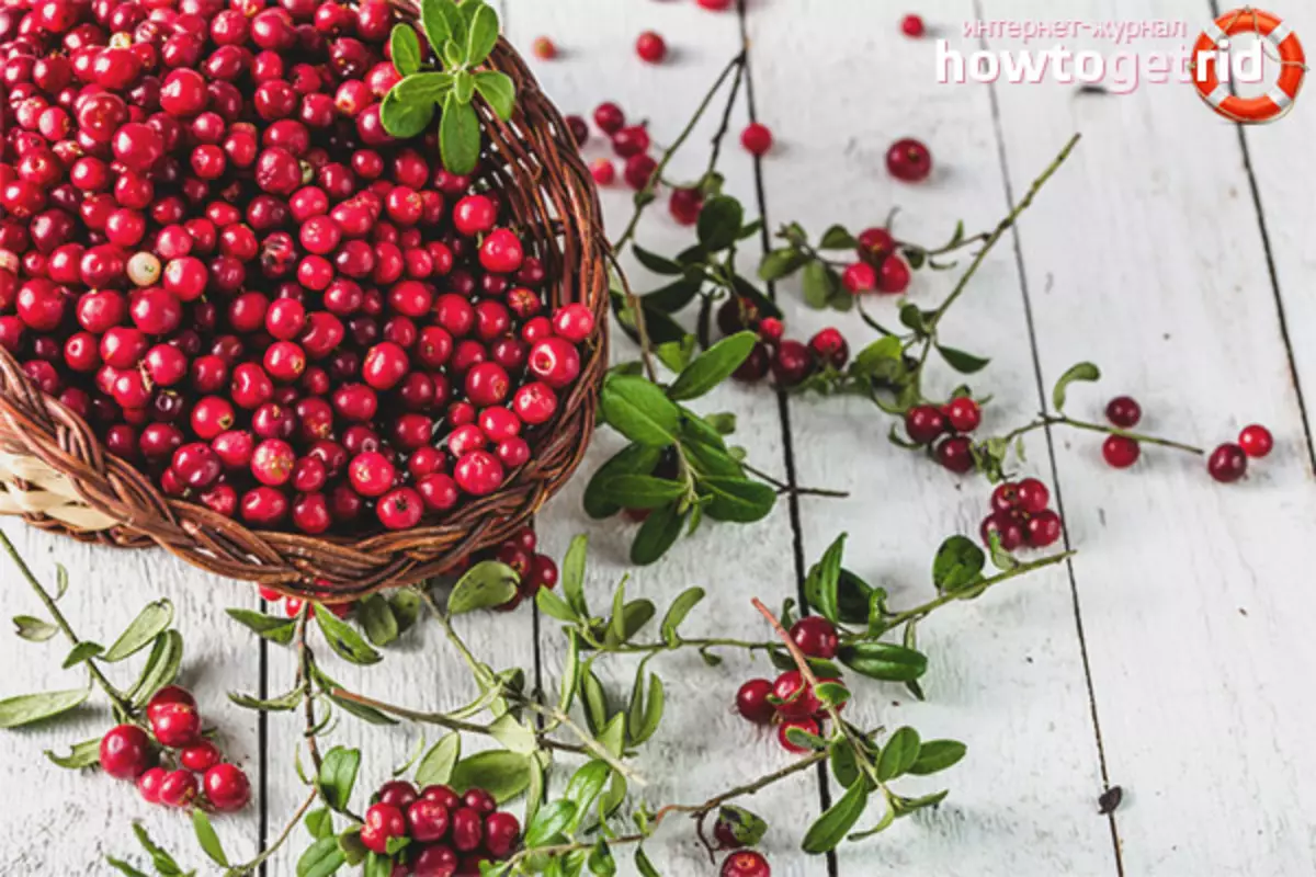 Kontraindikationen von Lingonberries.