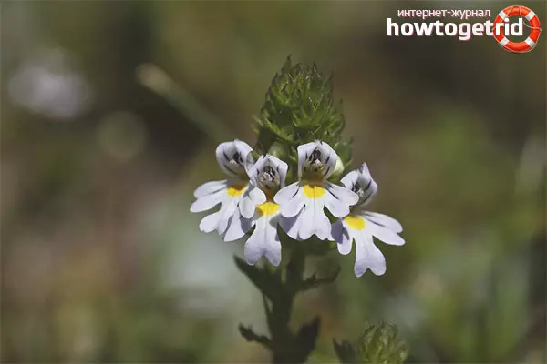 מנקה סמים באופטלמולוגיה