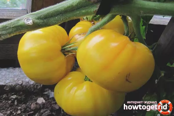 Tomato Kazakhstan Yellow - description and characteristics of the variety