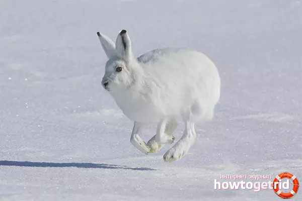 Hare-puti