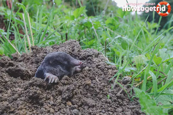 Como se comporta a mole no medio ambiente