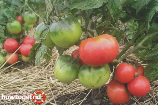 I-Tomato Snowball-Inkcazo kunye neempawu ezahlukeneyo