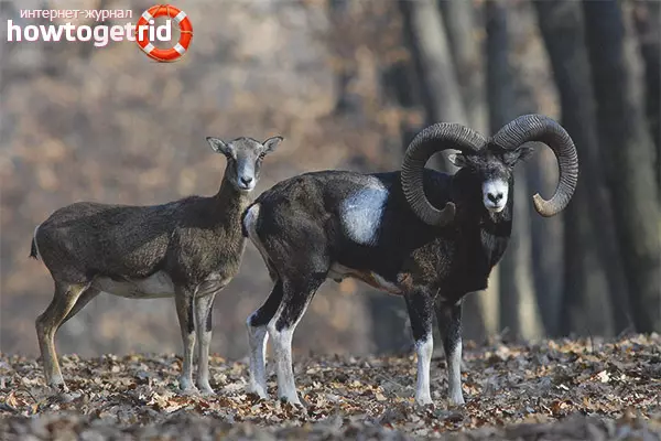 Reproduction de mouflon