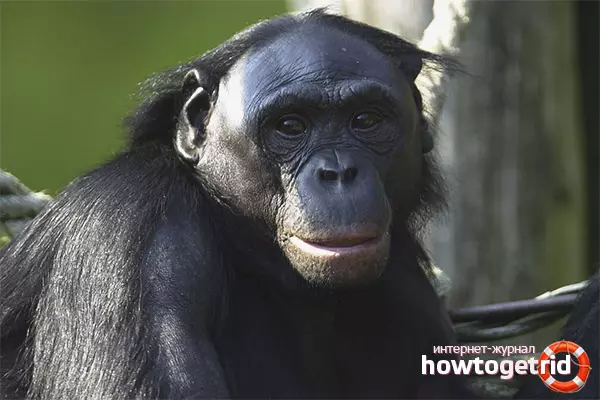 Bonobo.