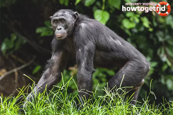 Entertainment Bonobo.