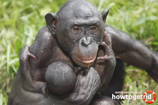 Bonobo Repwodiksyon