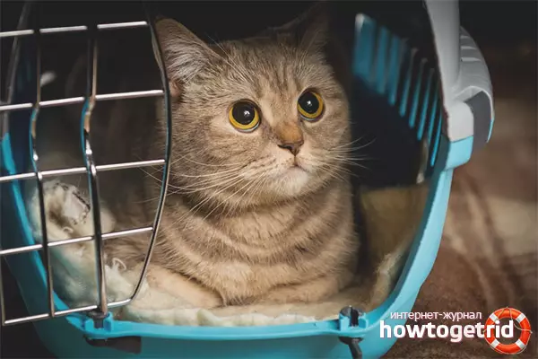 Transporter une boîte en plastique pour les chats