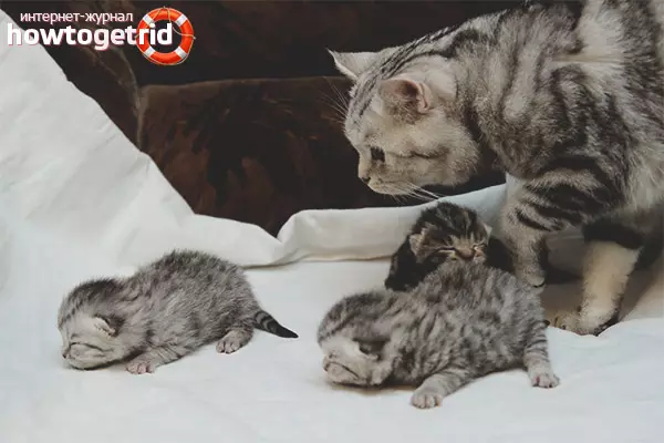 Wenn das Kätzchen von der Katze entnommen werden kann