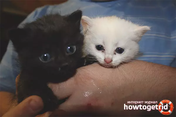 Imiceli mngeni kunye ne-kittens yokutshintsha