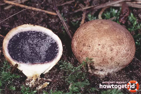 Elaphomyces granulatus.