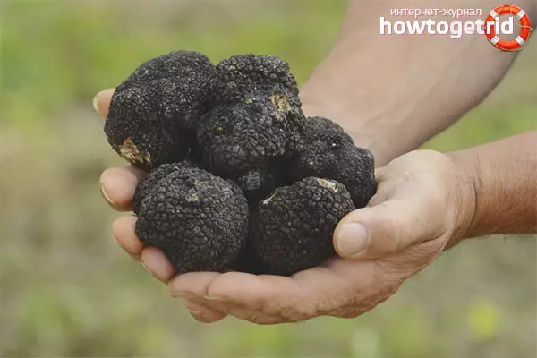 Black trifeļu izplatīšana