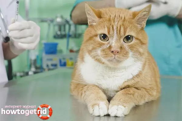 Besicht op d'Klinik wann Bisste Kazen Béi