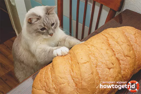 ¿É posible dar pan de gatos?