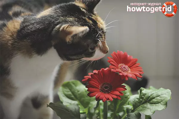 Cómo proteger las flores del gato.