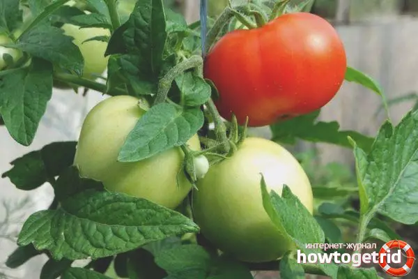 עגבניות מוסקובסקי ראמפ