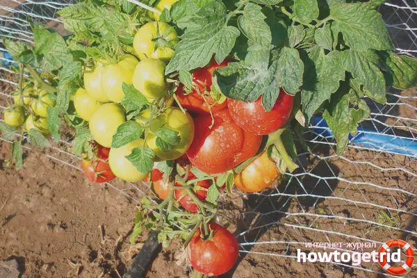 مزایای مراقبت از گوجه فرنگی Moskovsky