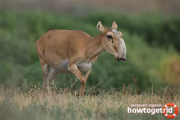 Саягакийн амьдралын хэв маяг