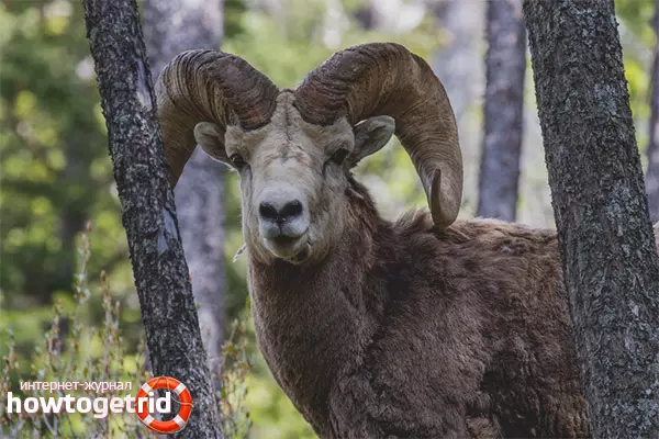 Altai Mountain Ram