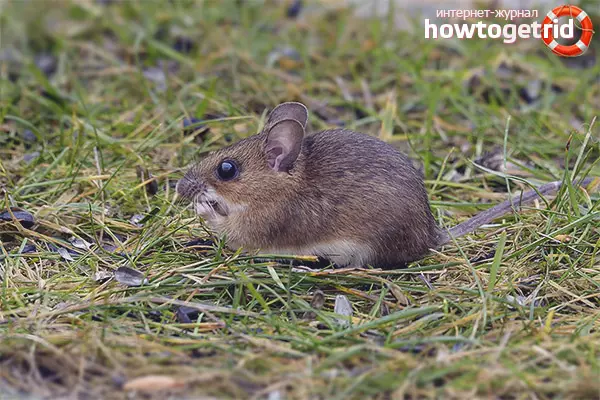 Yellow's Mouse.