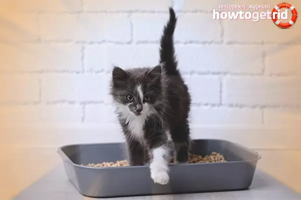 Wie oft sollte das Kätzchen zur Toilette gehen?