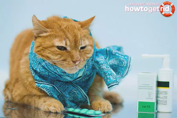 Kattenkoude preventie