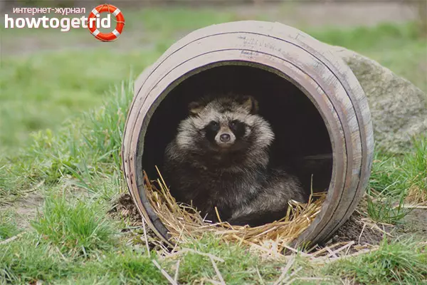 Raccoon šunų domestacija