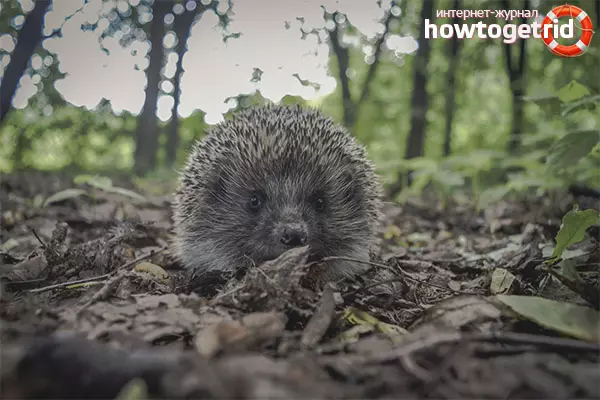 Lifestyle Hedgehog