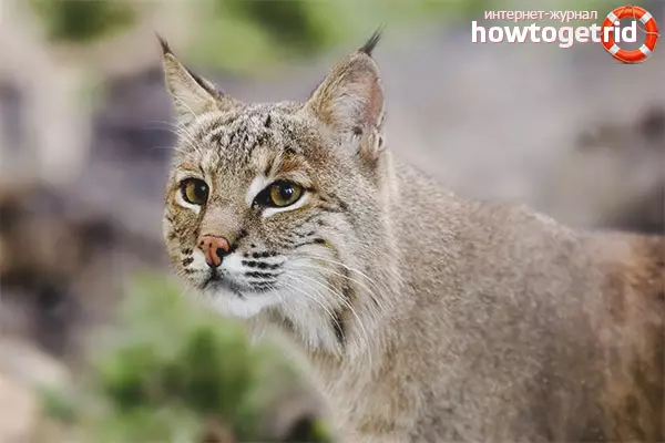 Aħmar Lynx.