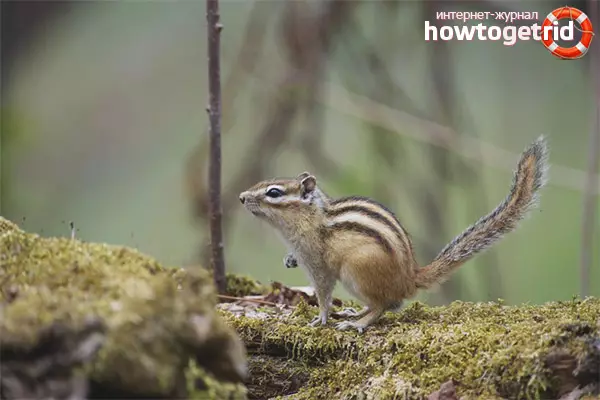 Asiaidd Chipmunk.