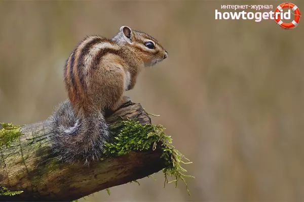 ආසියානු දෝෂ ප්රතිනිෂ්පාදනය