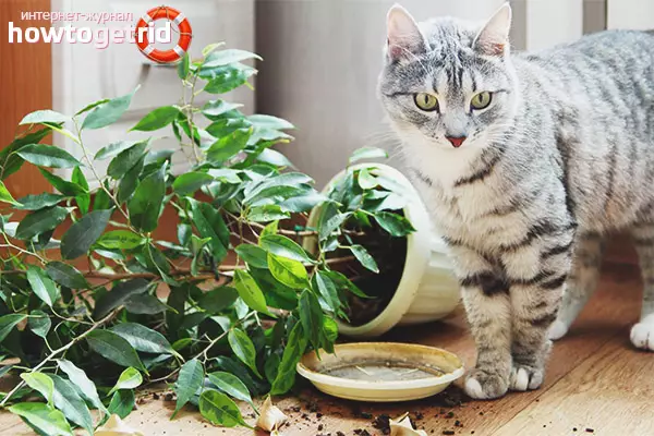 Gato o gato comiendo tierra