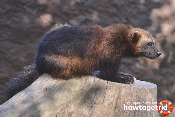 Bear Wolverine