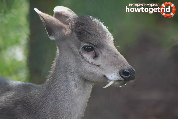 Crested herten