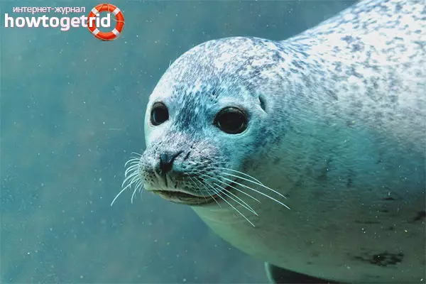 Fur Seal