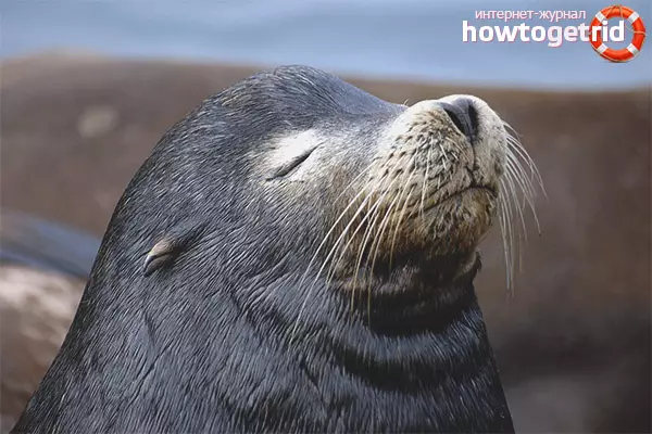 各种海猫