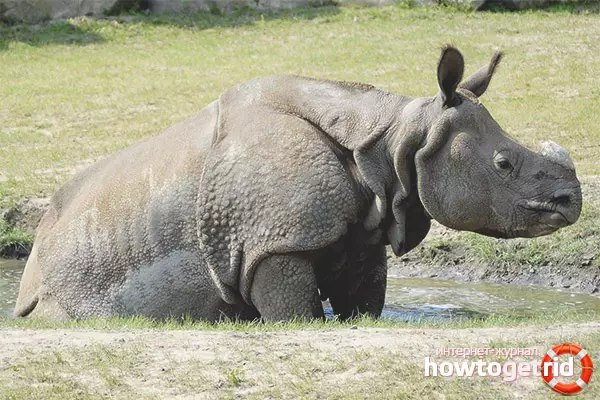 Indian Rhino Cwj Pwm