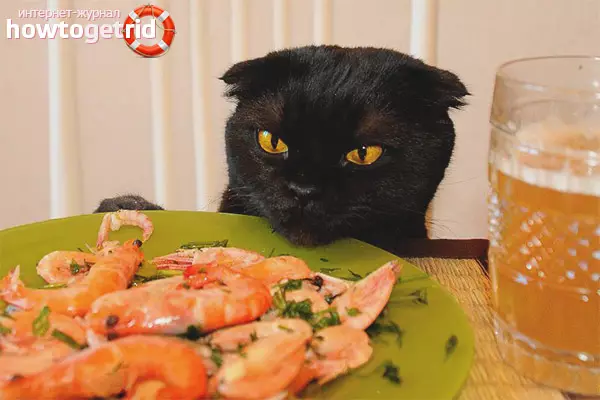 ¿Es posible dar gatos de camarones?