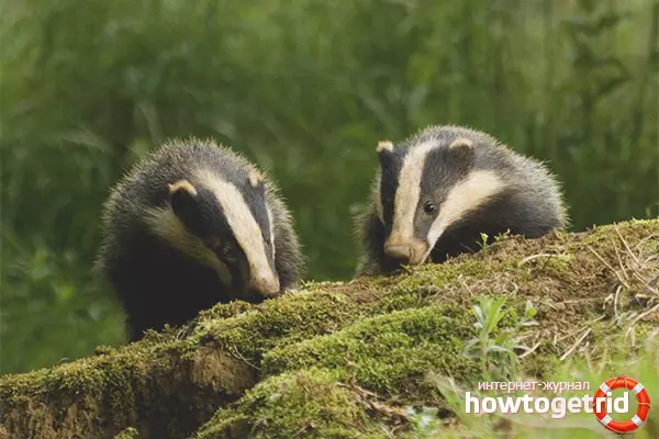 BADGERS-ийн хуулбар