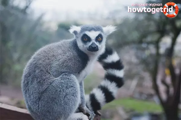 Chat lemur