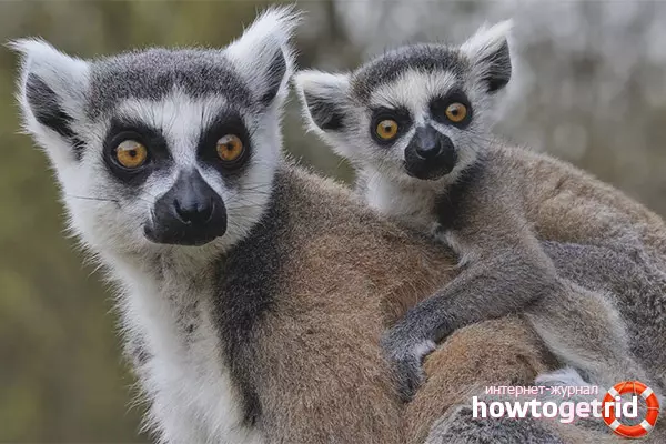 Contenuto del gatto Lemurs a casa