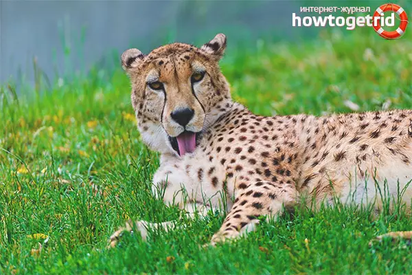 Isrywogaeth cheetahs