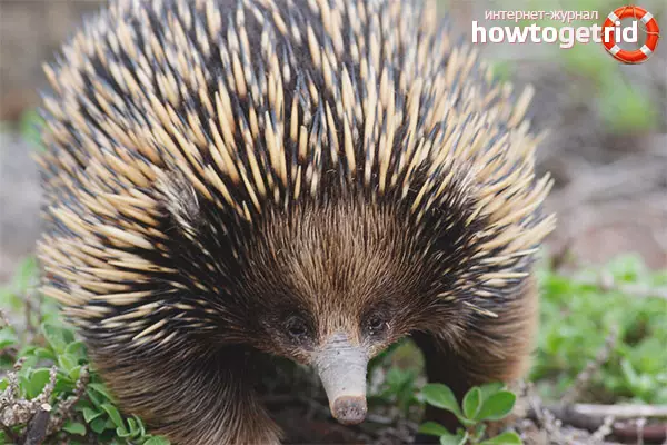 Indlela yokuphila yase-Australian Echidna