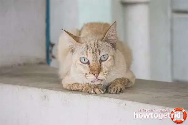 A cat ya kwarara fata daga bakin: Me yasa kuma menene za a yi?