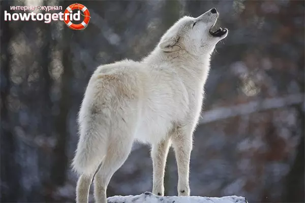 Tipos separados de lobos