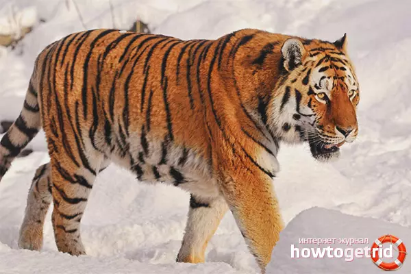 Amur tigar