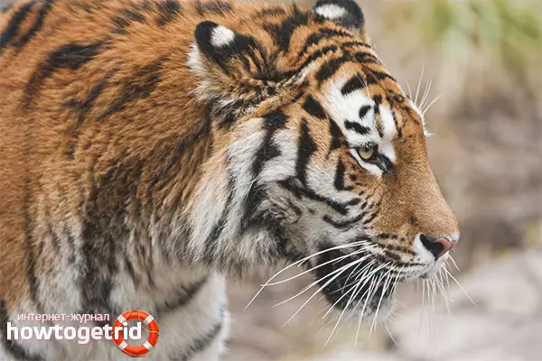 ロシアのAmur Tigers.