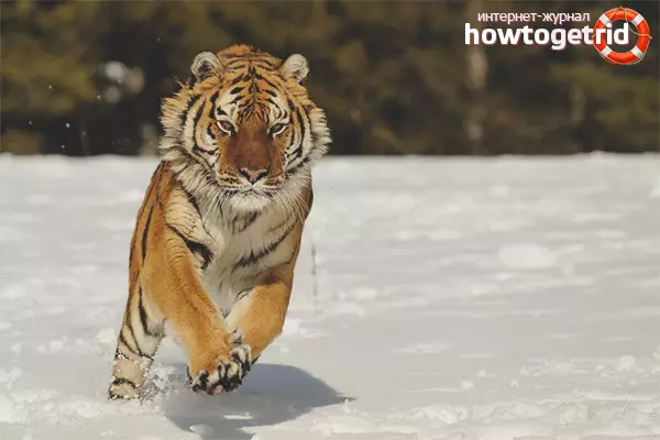 Je! Amur tigers kuwindaje