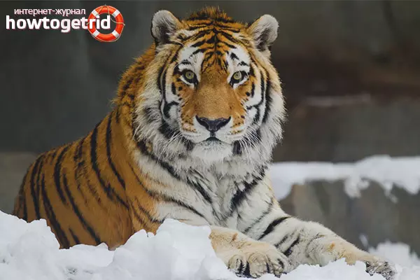 panthera tigris altaica.