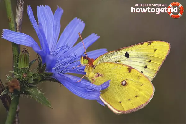 Butterfly Jaundle.